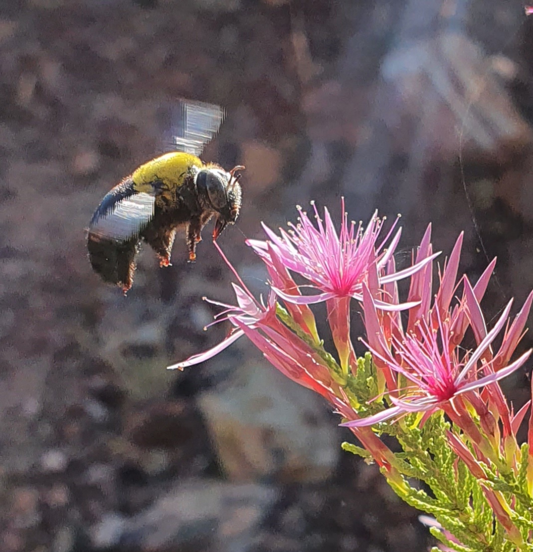 Soil tests for residential slab & footing design - SWES NT